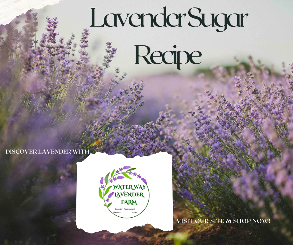 Lavender Sugar Recipe and Use – Water Way Lavender Farm